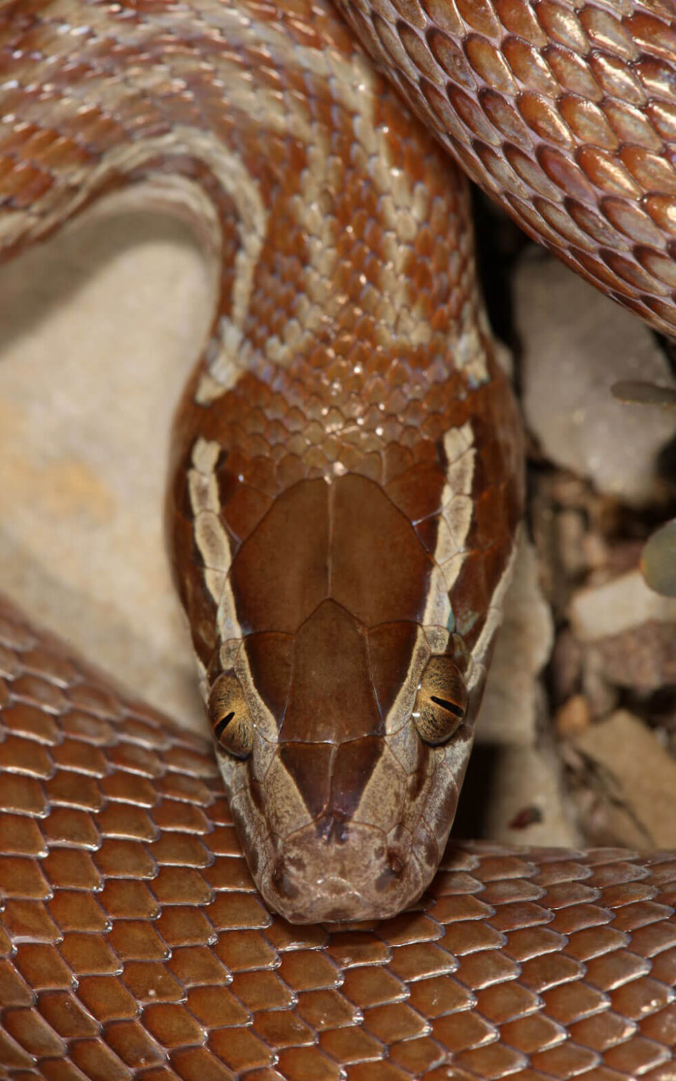 Constrictors | Kloof Conservancy The Leopard's Echo
