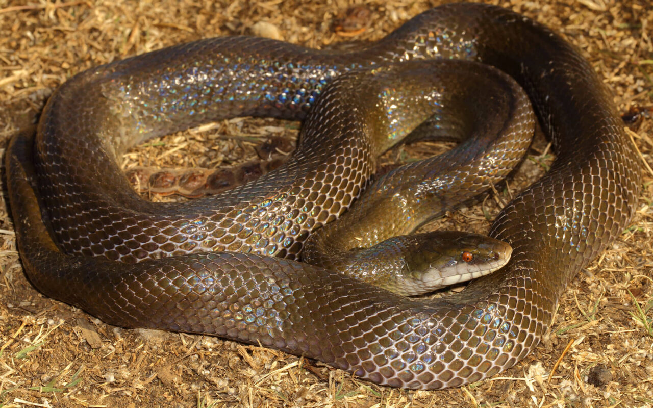 Constrictors | Kloof Conservancy The Leopard's Echo