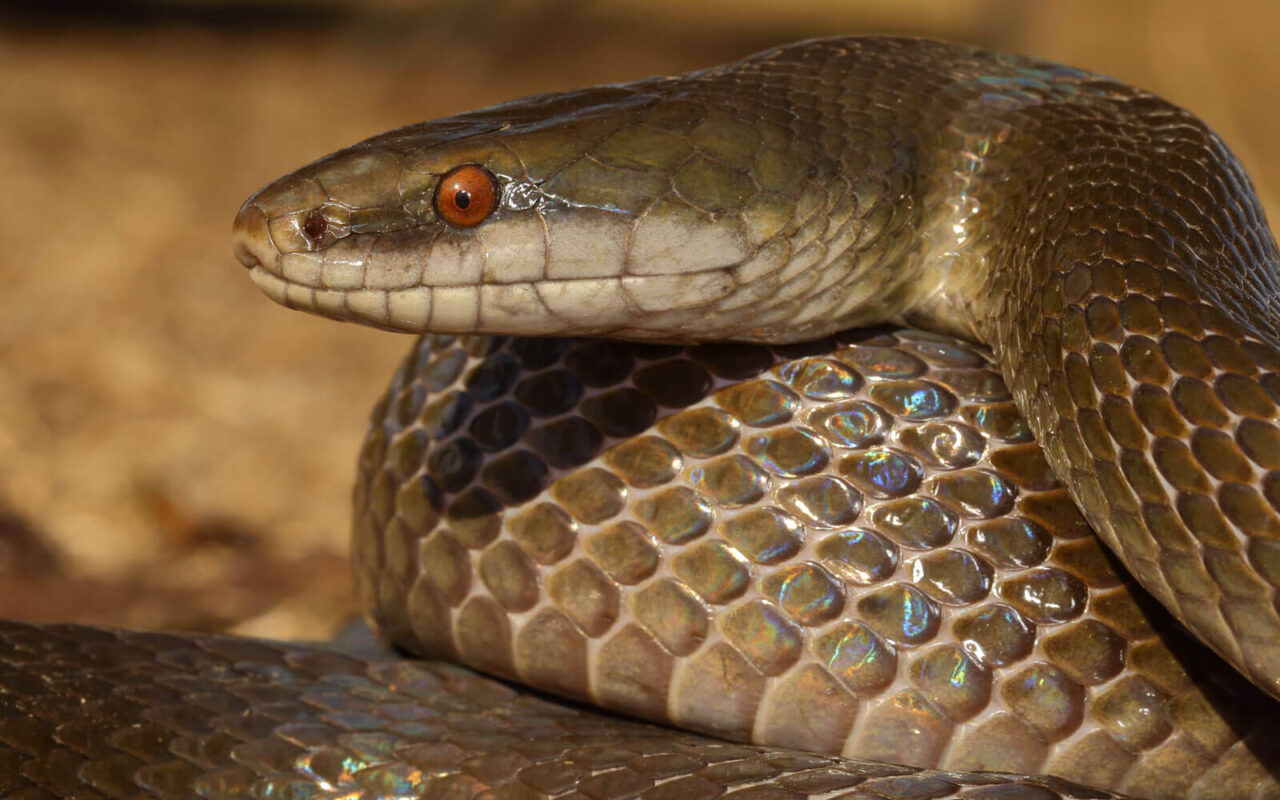 Constrictors | Kloof Conservancy The Leopard's Echo