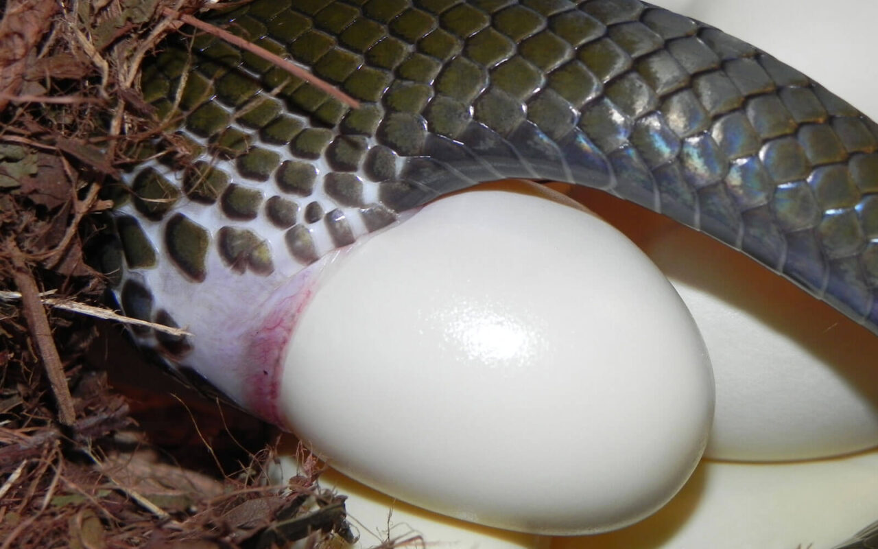 Constrictors | Kloof Conservancy The Leopard's Echo