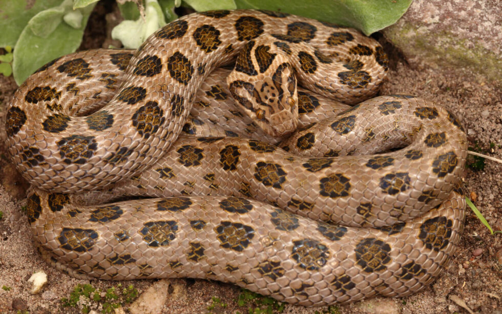 Constrictors | Kloof Conservancy The Leopard's Echo