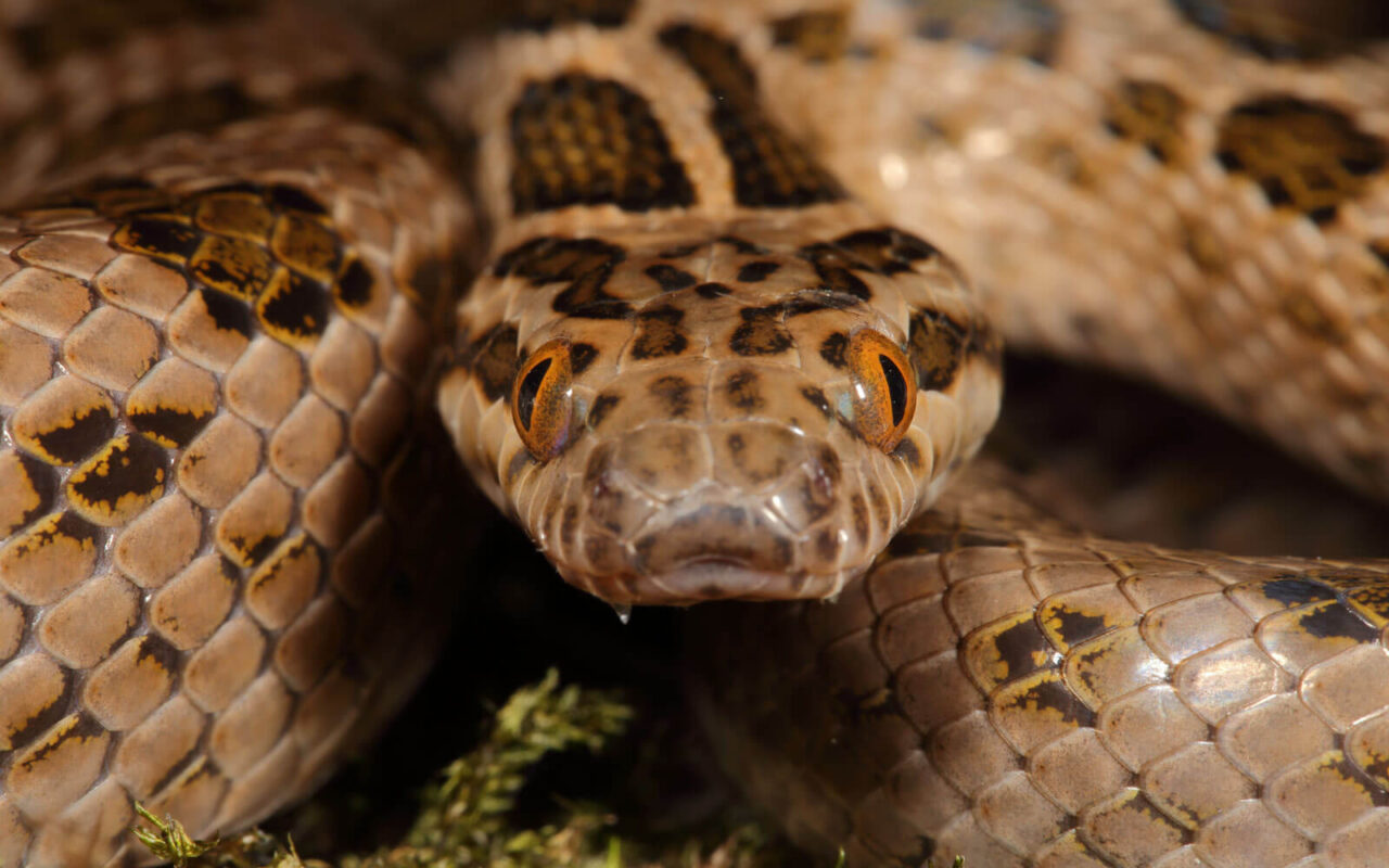 Constrictors | Kloof Conservancy The Leopard's Echo