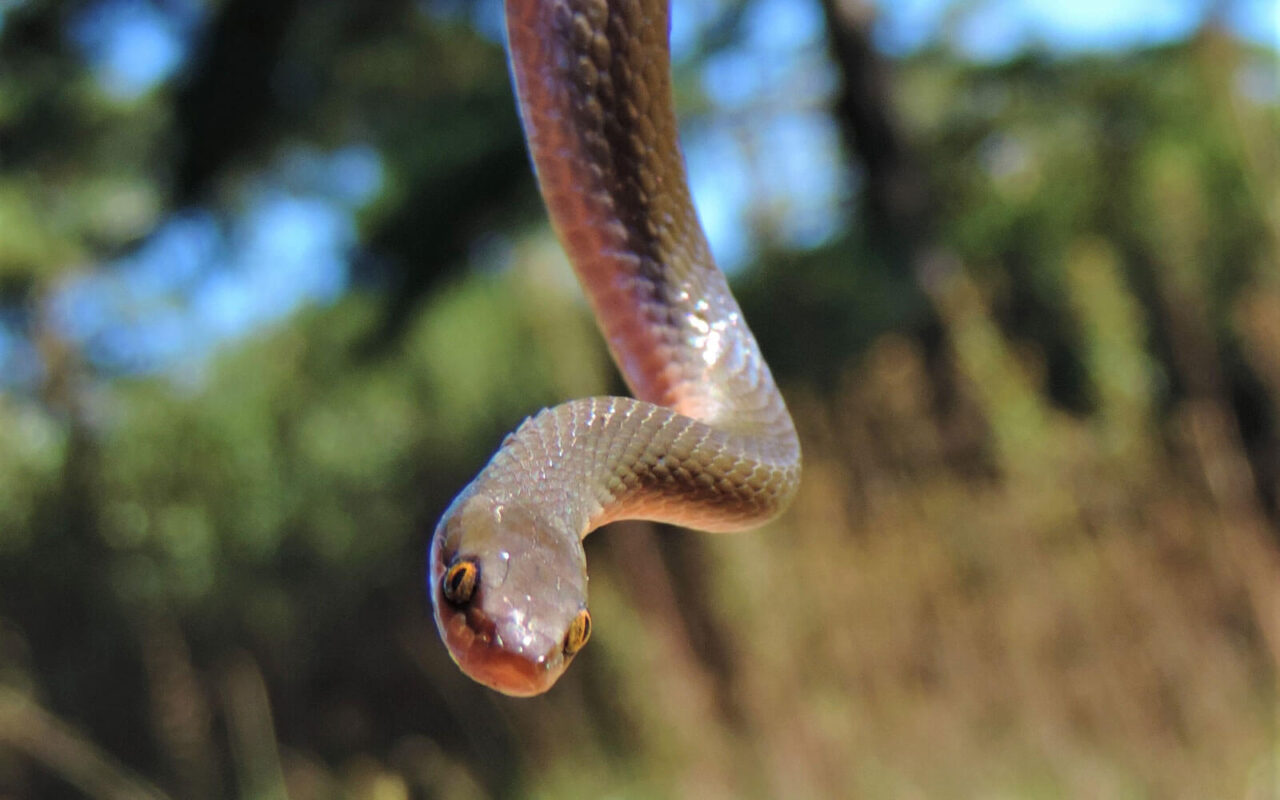 How would snakes cope with ongoing heavy rains? | Kloof Conservancy The ...