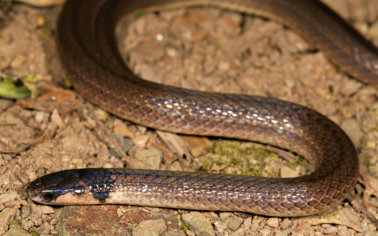 How would snakes cope with ongoing heavy rains? | Kloof Conservancy The ...
