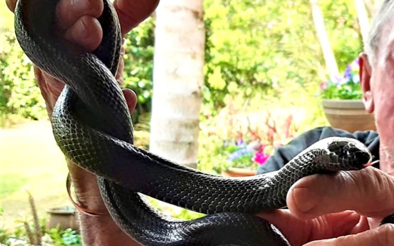 How would snakes cope with ongoing heavy rains? | Kloof Conservancy The ...
