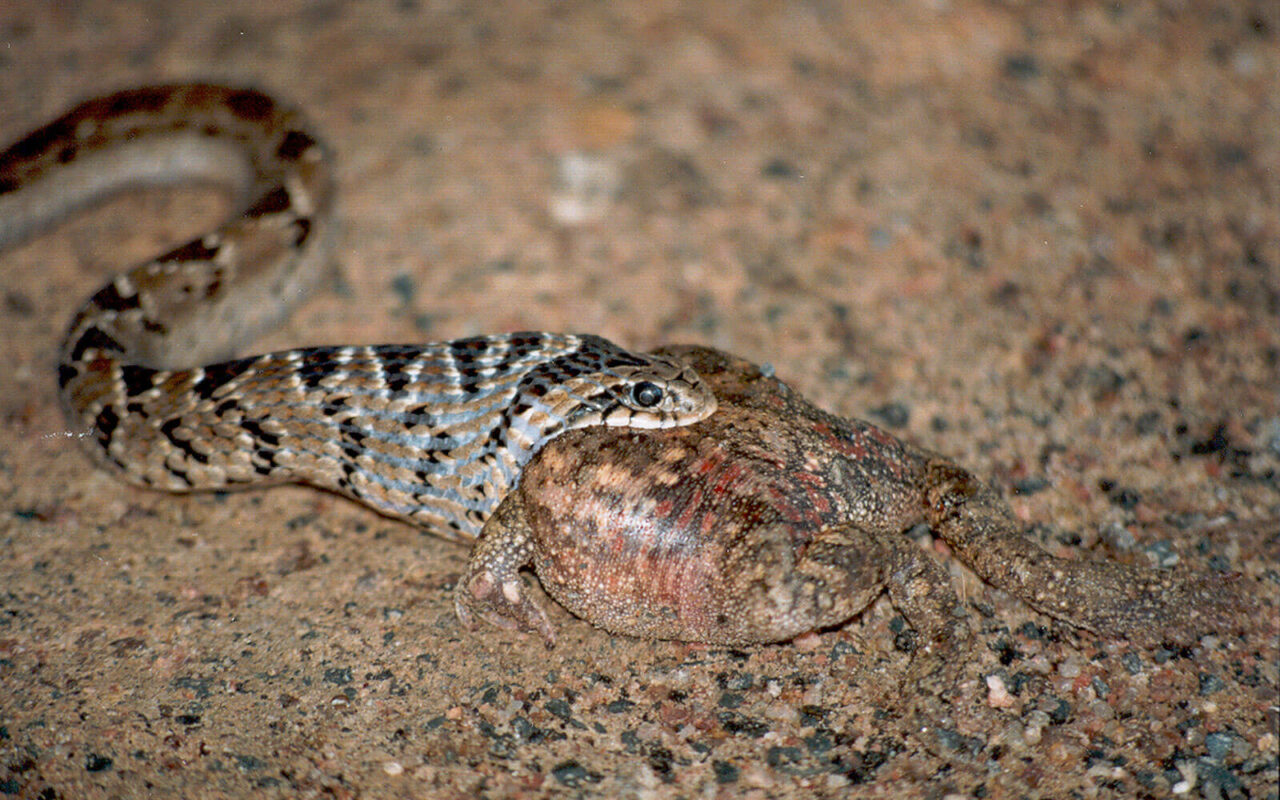 How would snakes cope with ongoing heavy rains? | Kloof Conservancy The ...
