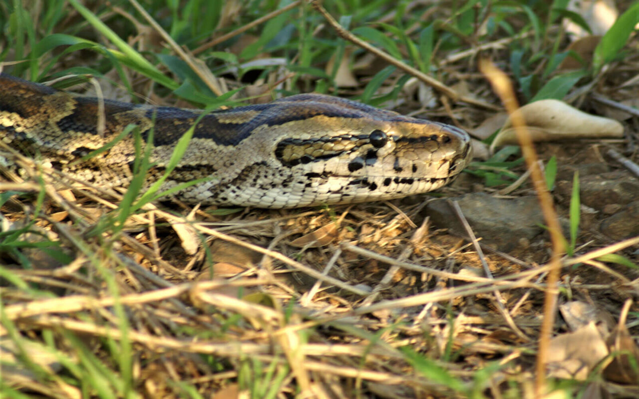 How would snakes cope with ongoing heavy rains? | Kloof Conservancy The ...