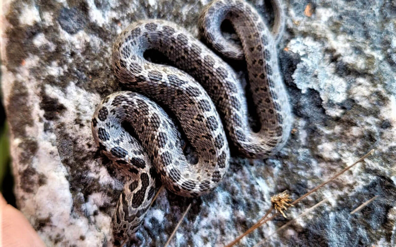 How would snakes cope with ongoing heavy rains? | Kloof Conservancy The ...