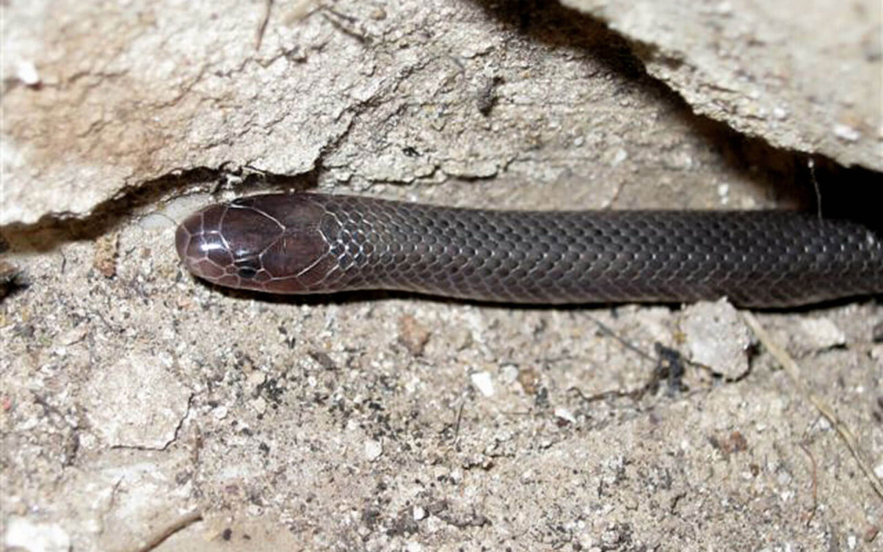 How would snakes cope with ongoing heavy rains? | Kloof Conservancy The ...