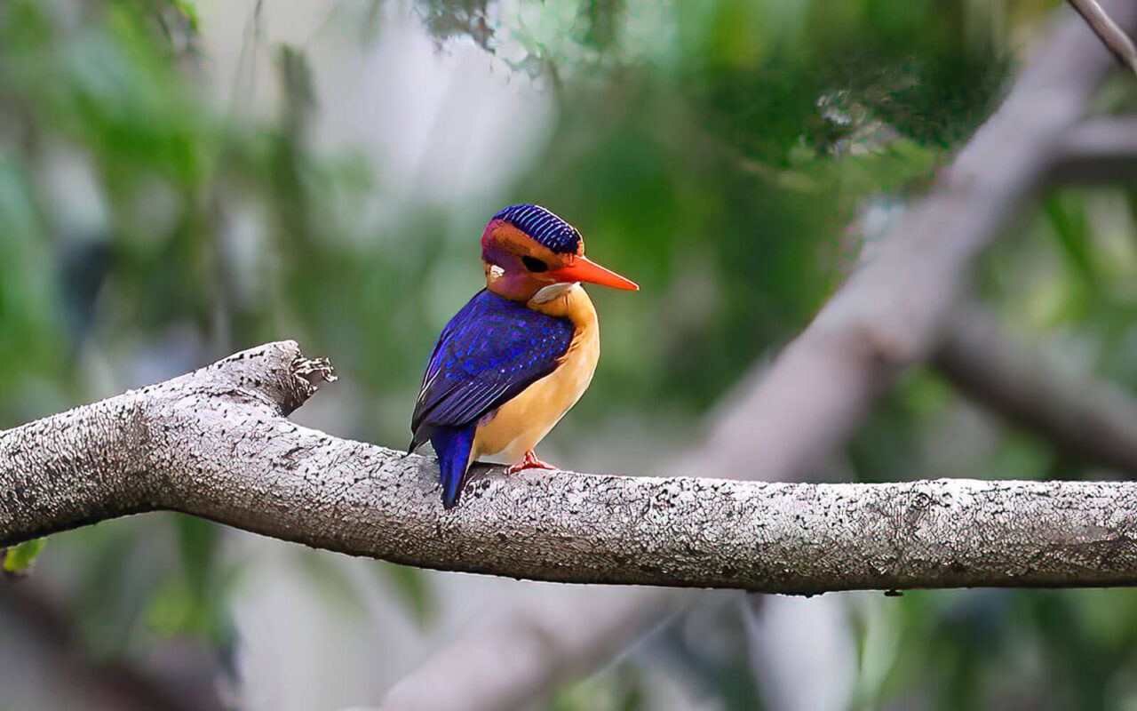 Animal life on the upper KZN South Coast | Kloof Conservancy The ...