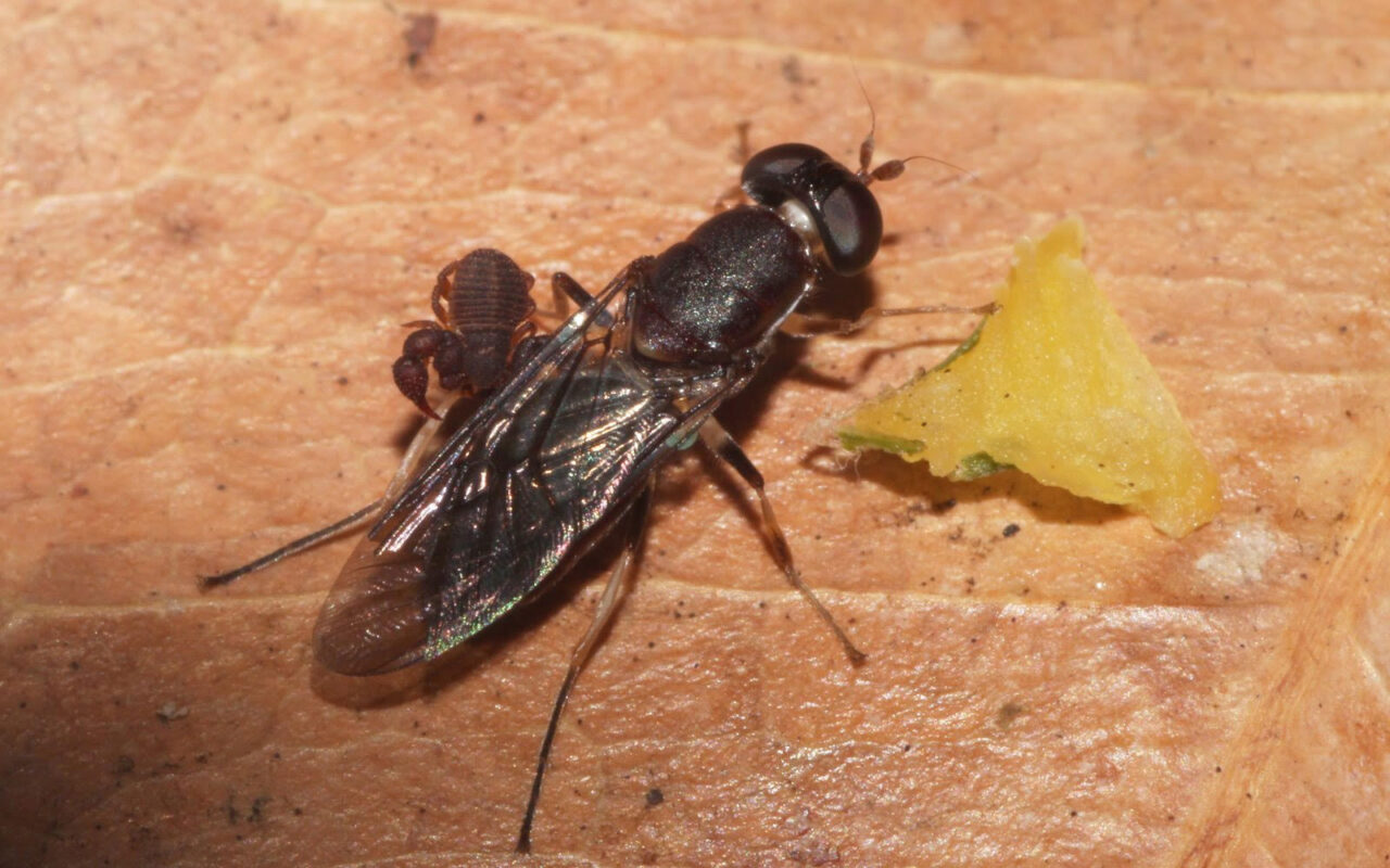 Insect roles in nature | Kloof Conservancy The Leopard's Echo