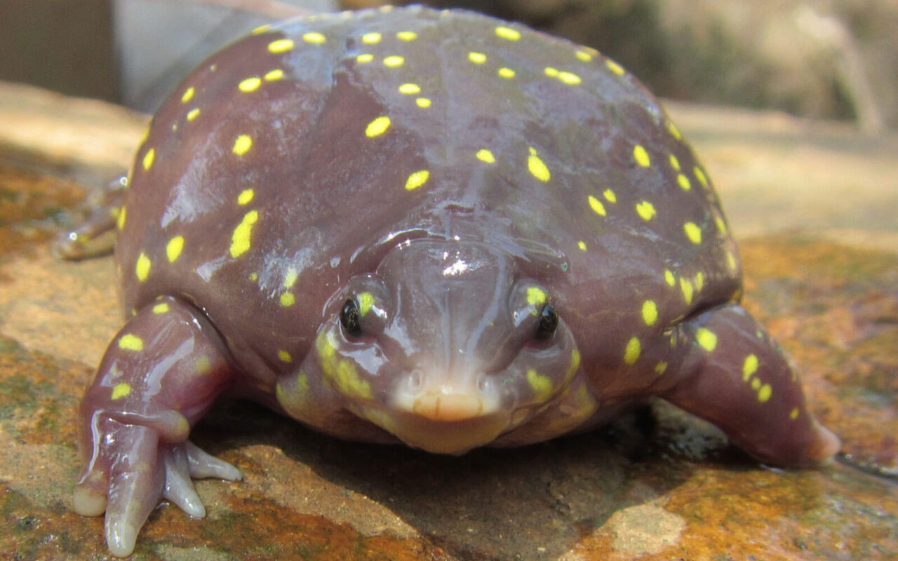 Leaping into action | Kloof Conservancy The Leopard's Echo