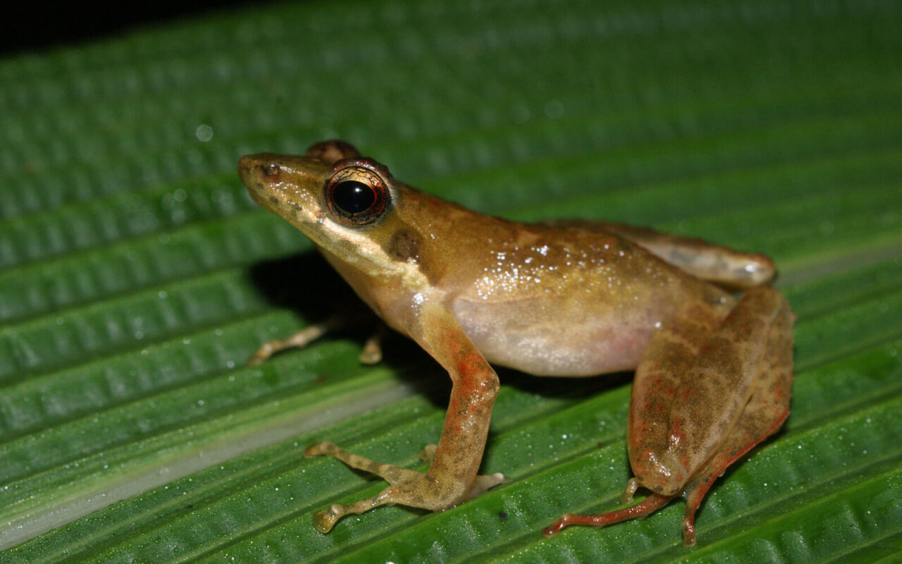 Leaping into action | Kloof Conservancy The Leopard's Echo
