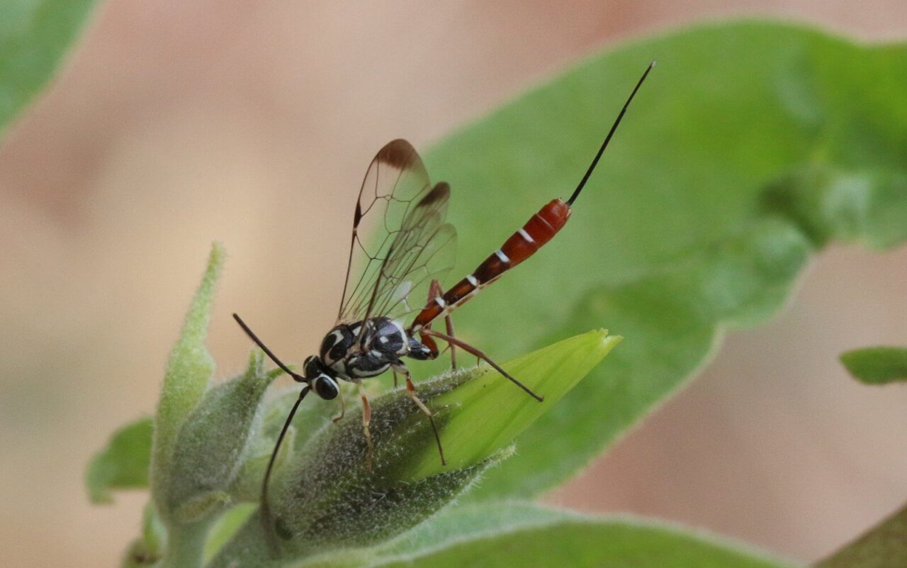 Insect roles in nature | Kloof Conservancy The Leopard's Echo
