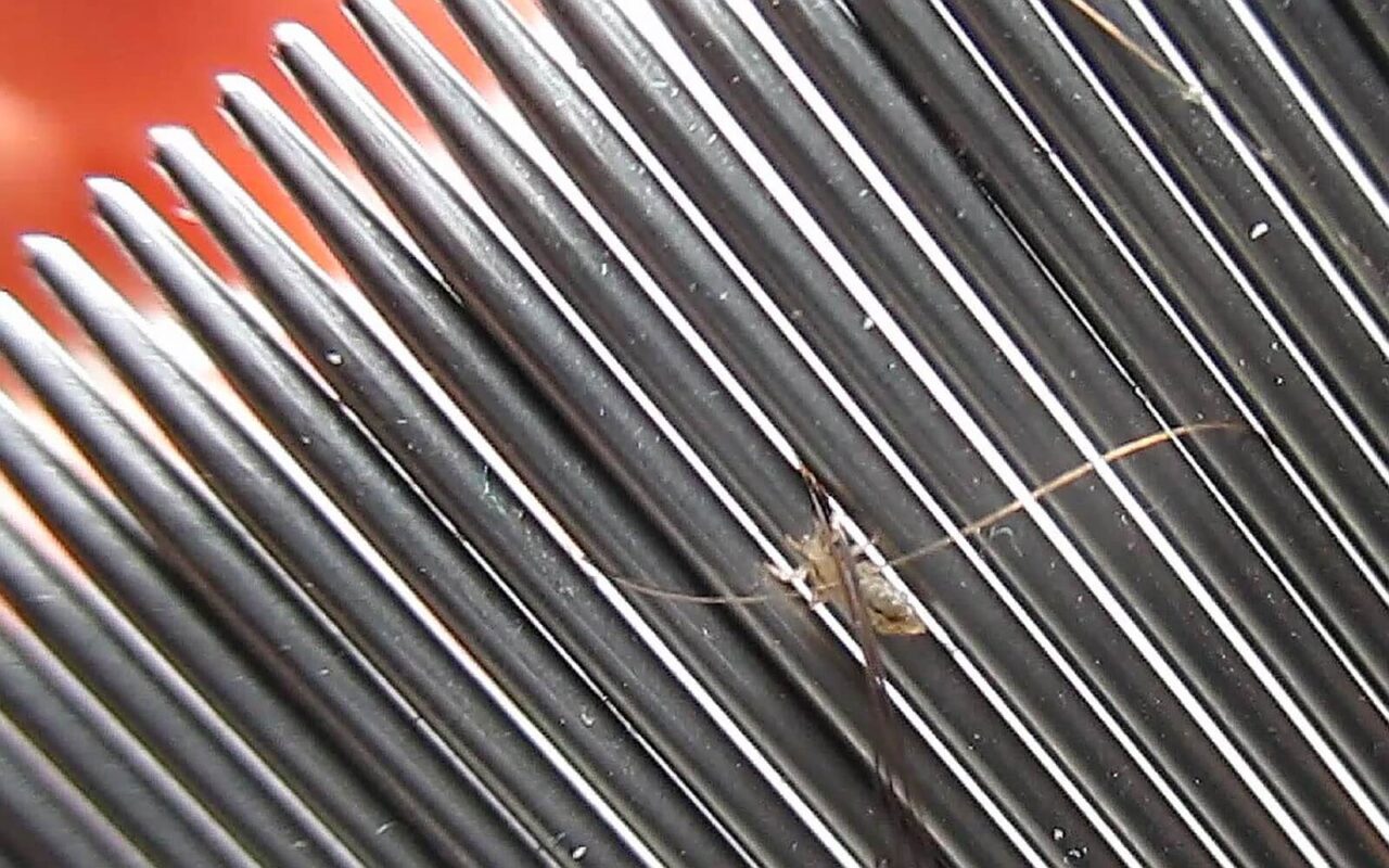 Insect roles in nature | Kloof Conservancy The Leopard's Echo