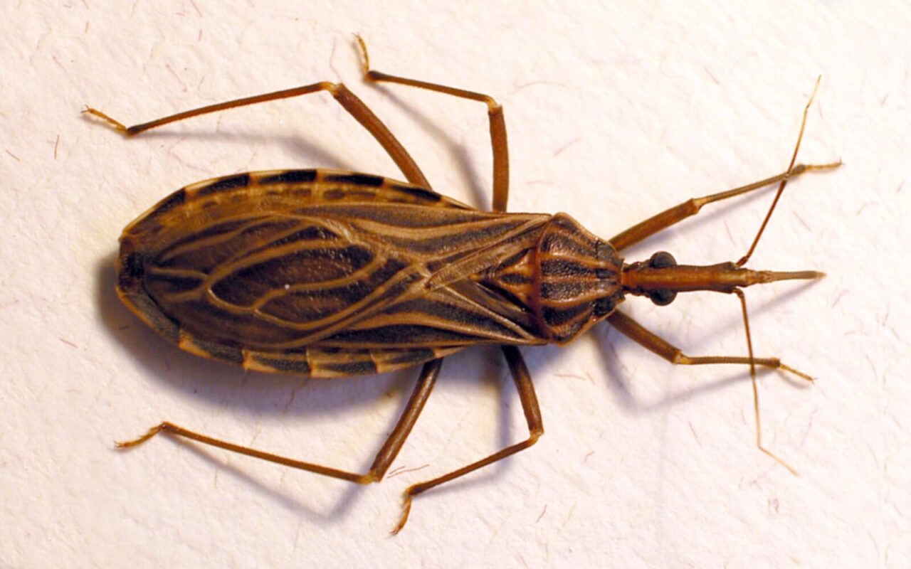 Insect roles in nature | Kloof Conservancy The Leopard's Echo