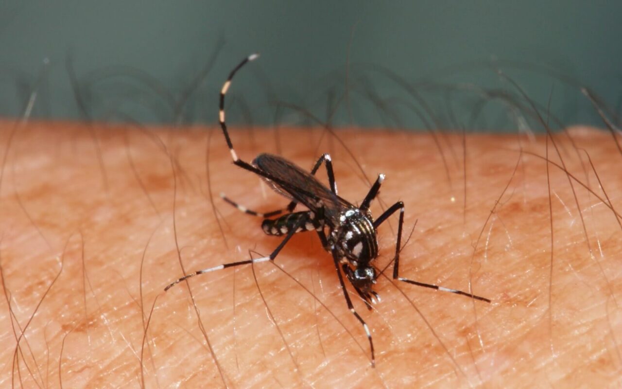 Insect roles in nature | Kloof Conservancy The Leopard's Echo