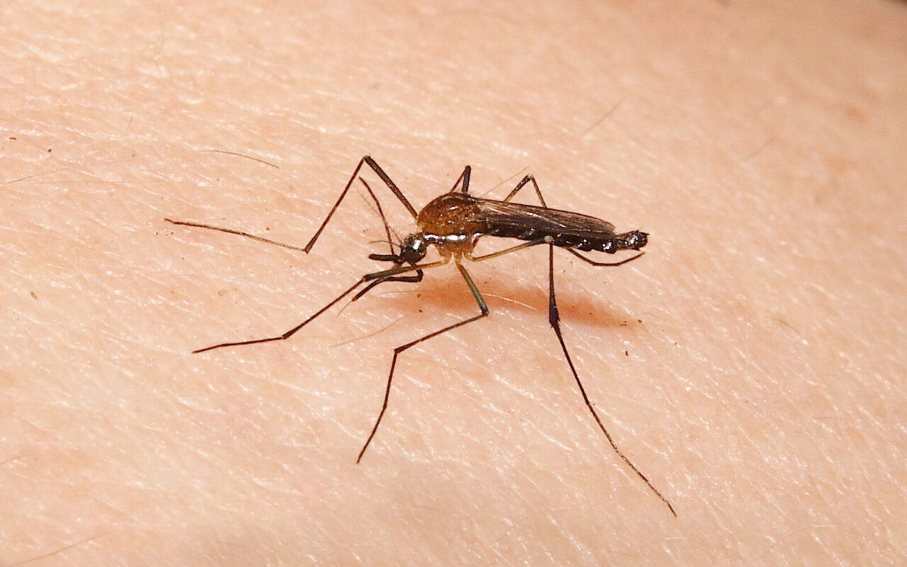 Insect roles in nature | Kloof Conservancy The Leopard's Echo