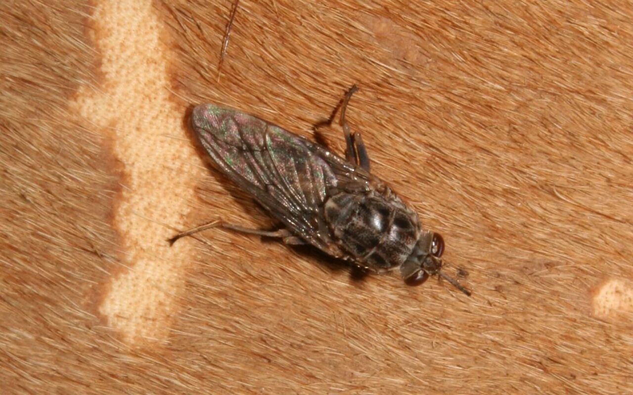 Insect roles in nature | Kloof Conservancy The Leopard's Echo