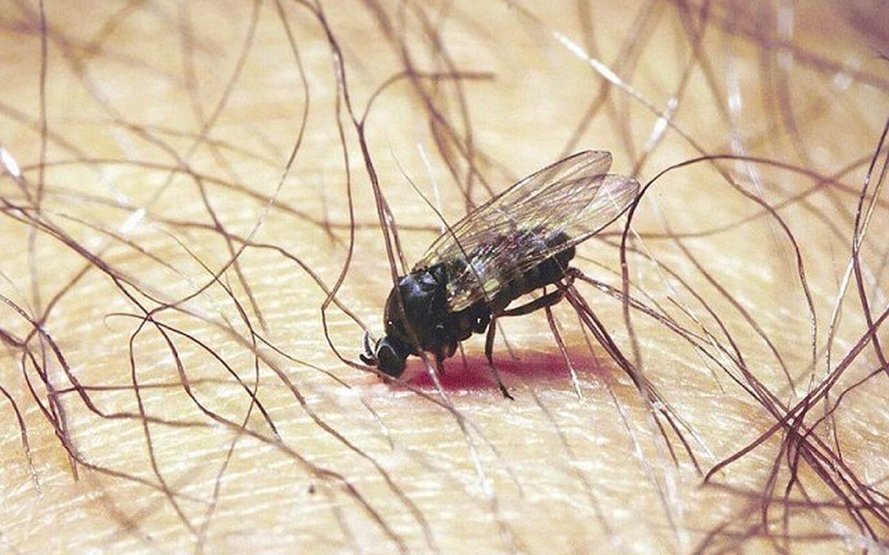 Insect roles in nature | Kloof Conservancy The Leopard's Echo