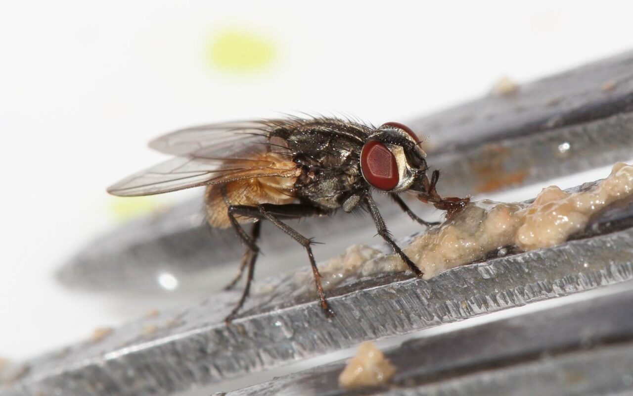 Insect roles in nature | Kloof Conservancy The Leopard's Echo