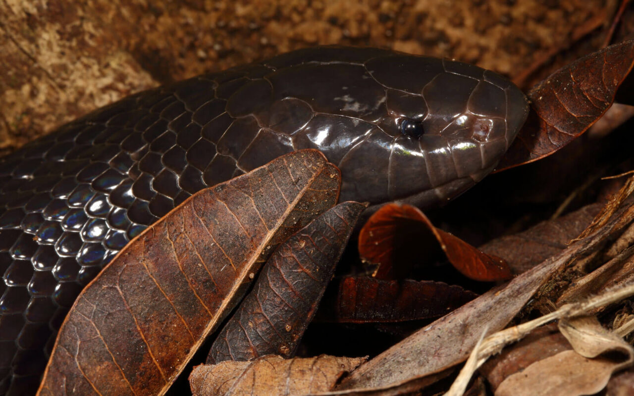Fossorial snakes | Kloof Conservancy The Leopard's Echo