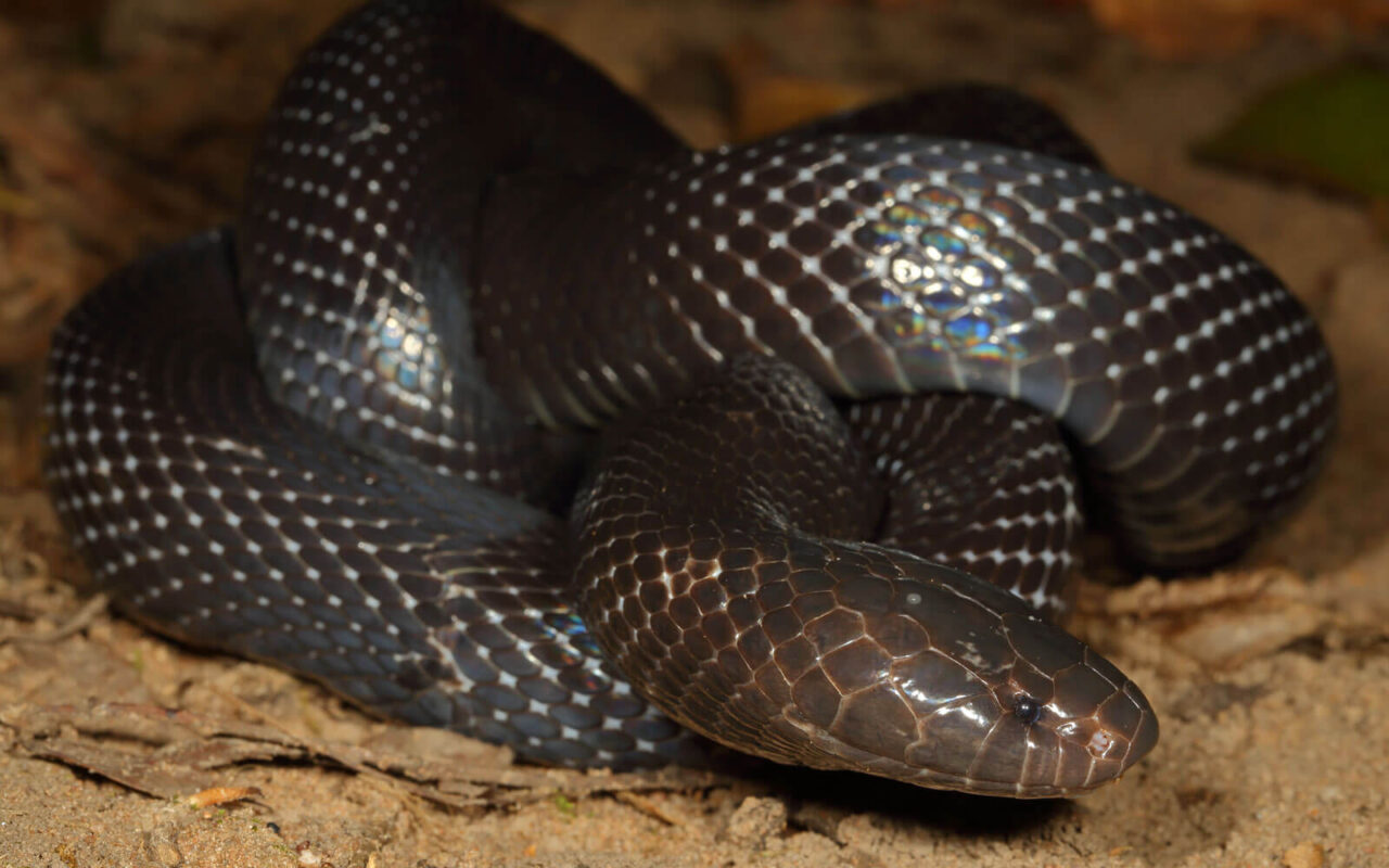 Fossorial snakes | Kloof Conservancy The Leopard's Echo