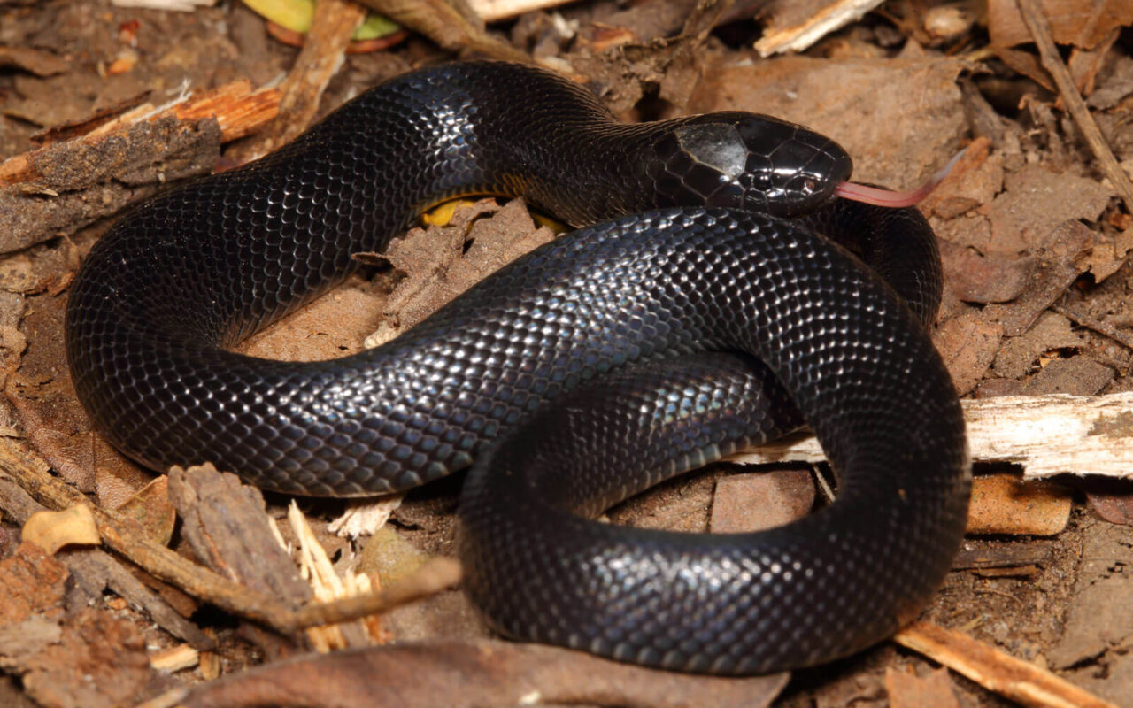 Fossorial snakes | Kloof Conservancy The Leopard's Echo