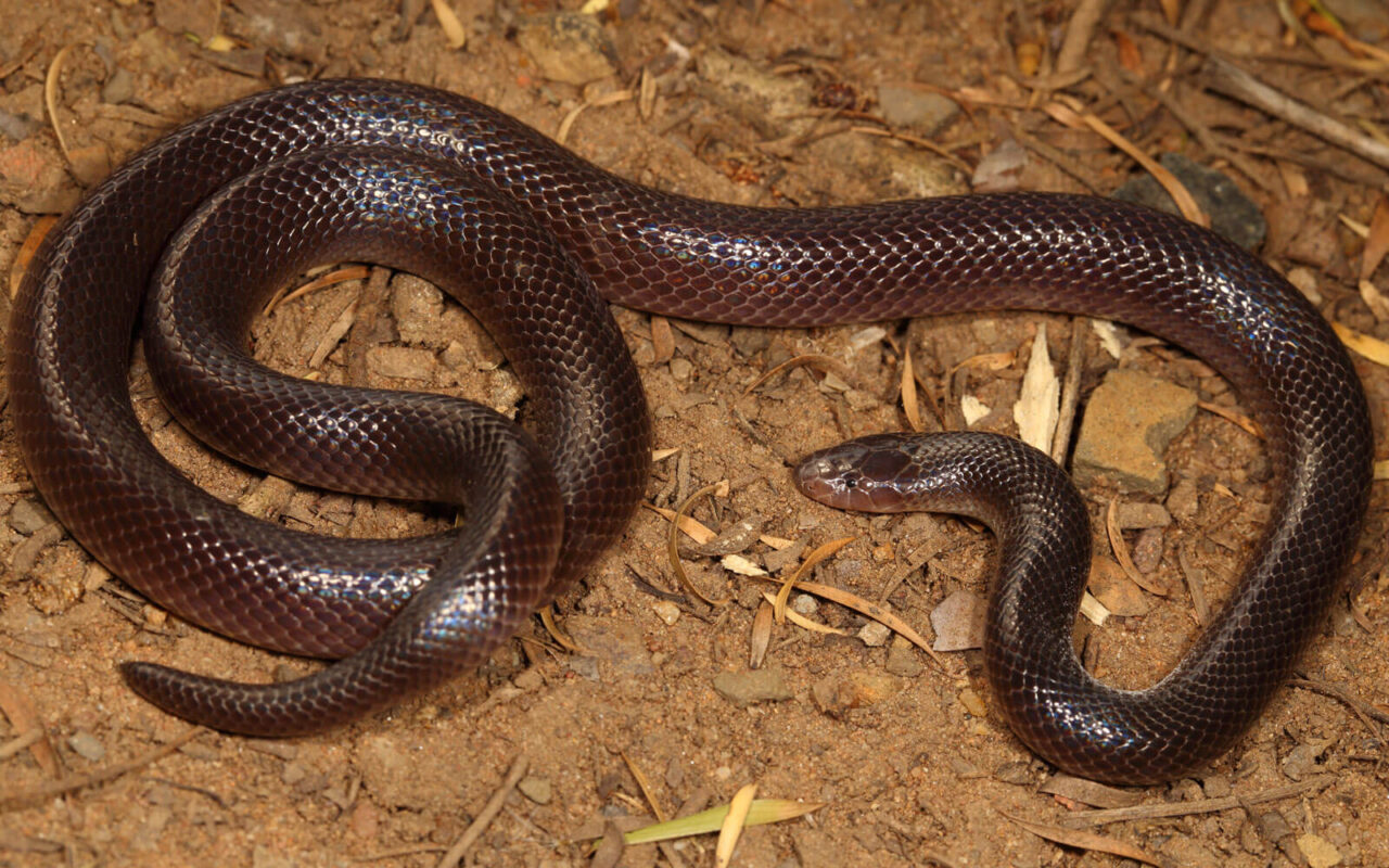 Fossorial snakes | Kloof Conservancy The Leopard's Echo