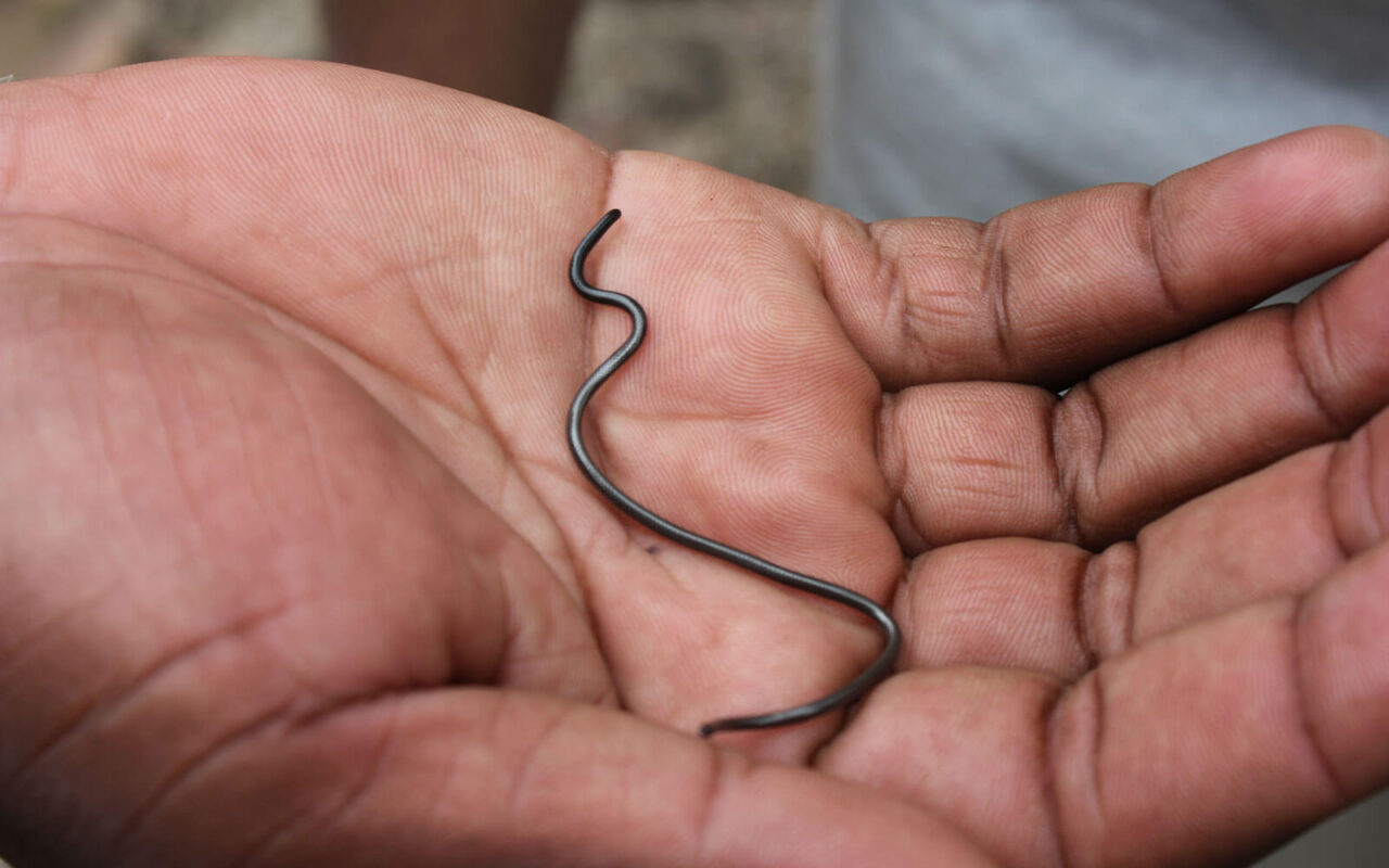 Fossorial snakes | Kloof Conservancy The Leopard's Echo