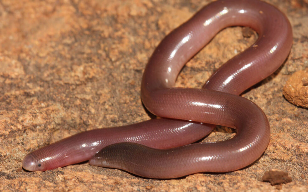 Fossorial snakes | Kloof Conservancy The Leopard's Echo