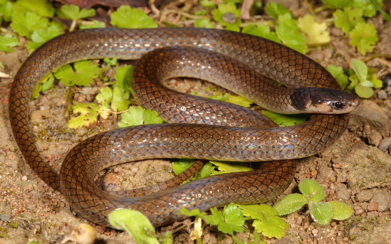 Fossorial snakes | Kloof Conservancy The Leopard's Echo