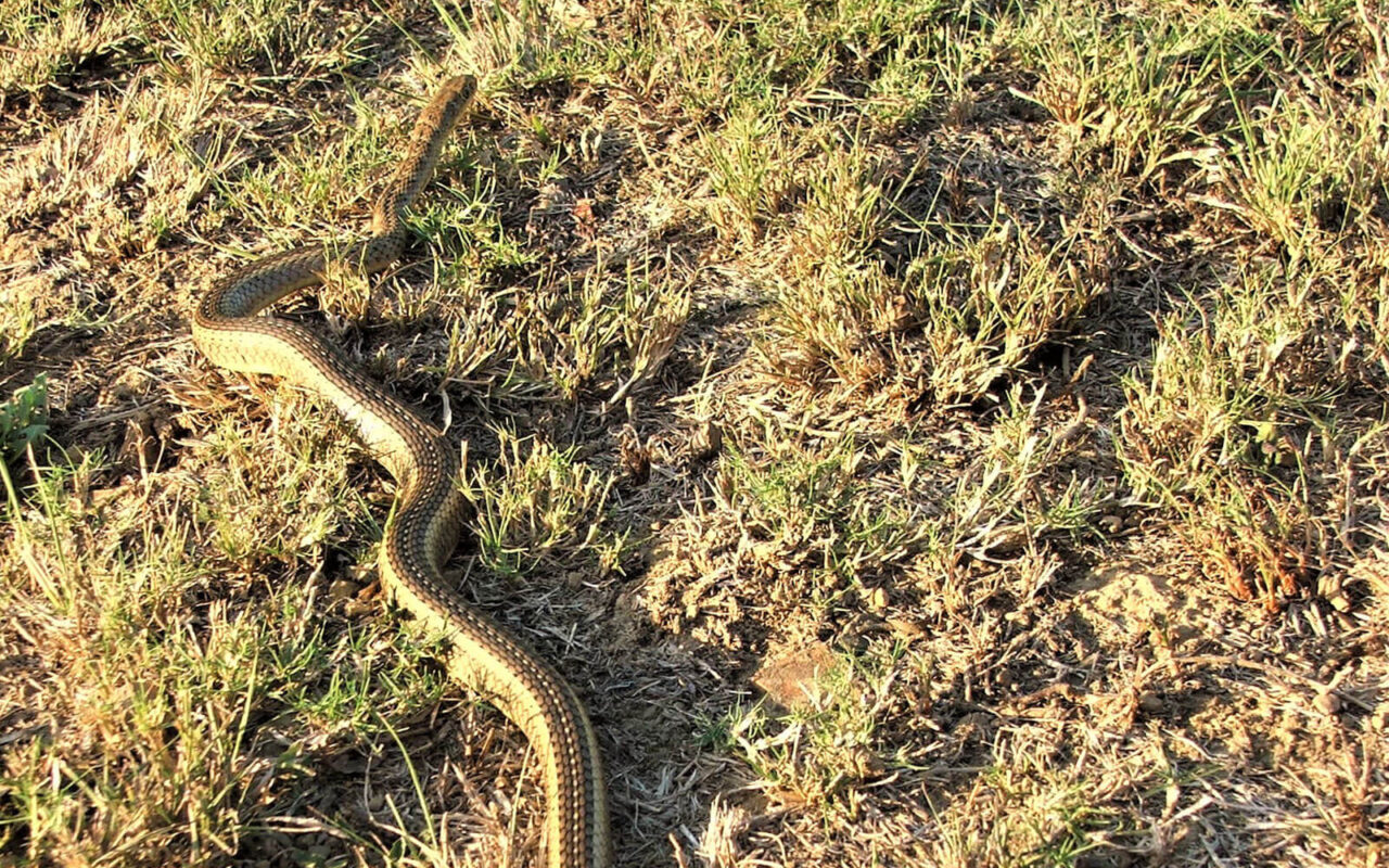 What relevance does the term ‘speed’ have in the life of a snake ...