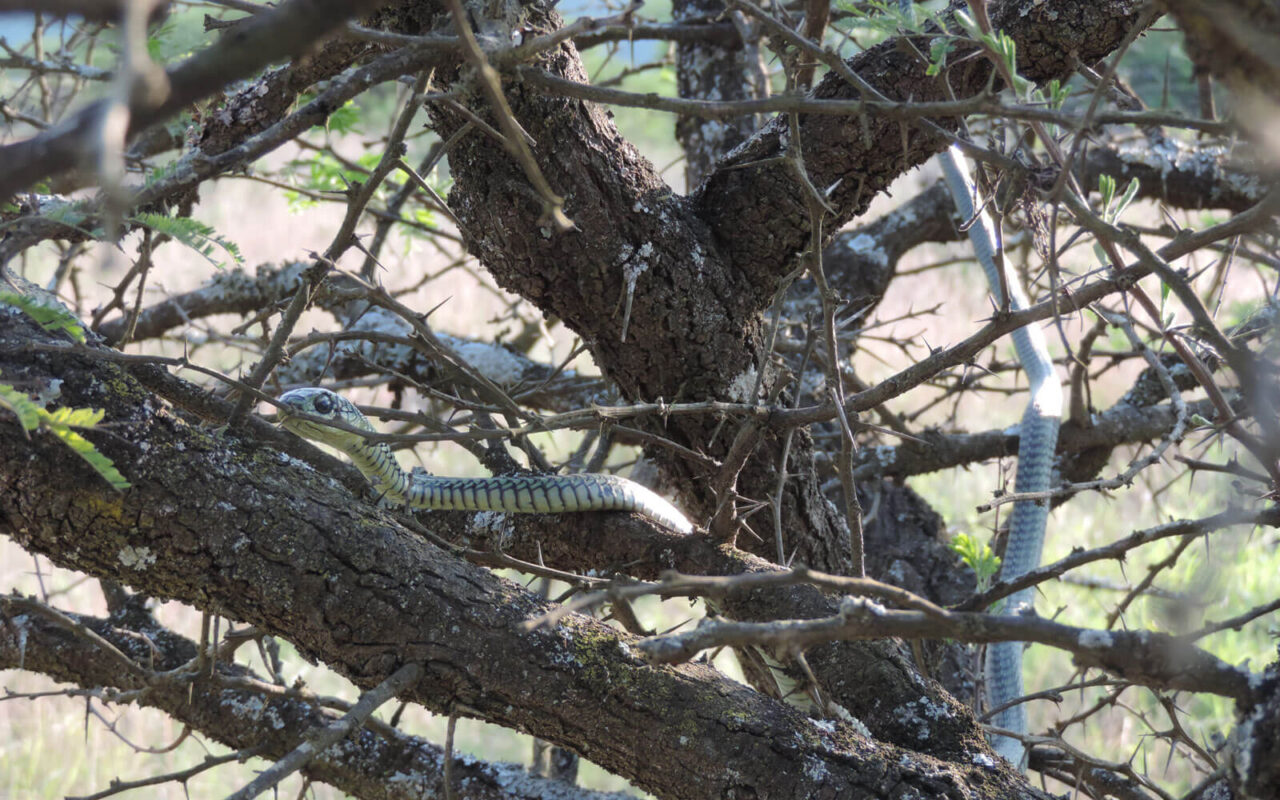 What relevance does the term ‘speed’ have in the life of a snake? | Kloof Conservancy The ...