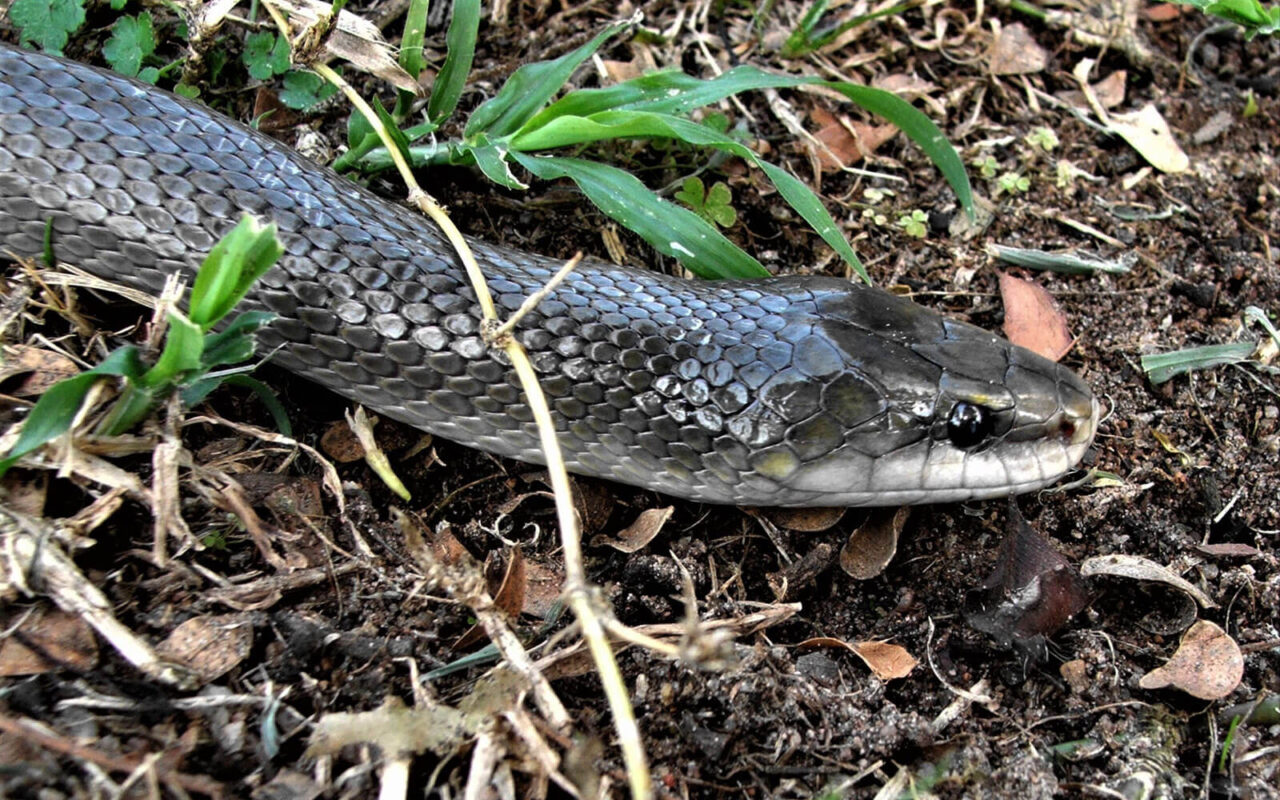 What relevance does the term ‘speed’ have in the life of a snake ...