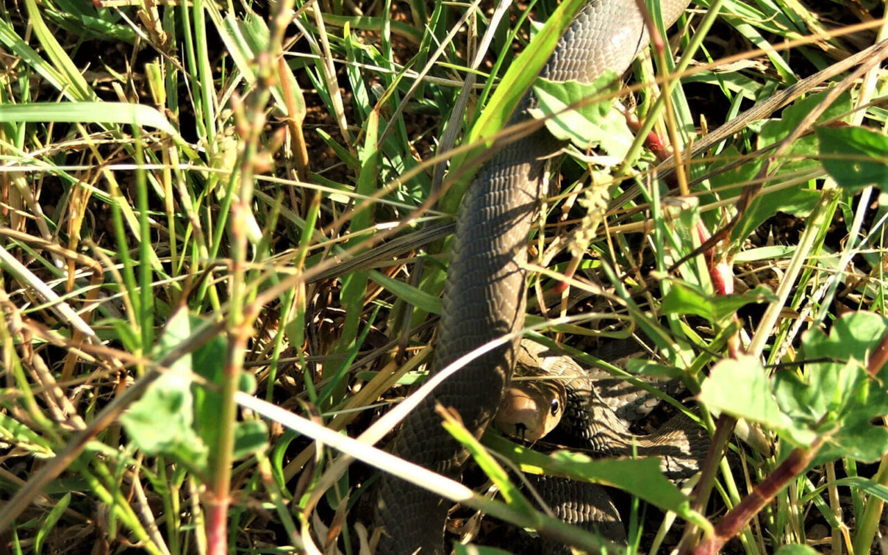 What relevance does the term ‘speed’ have in the life of a snake ...