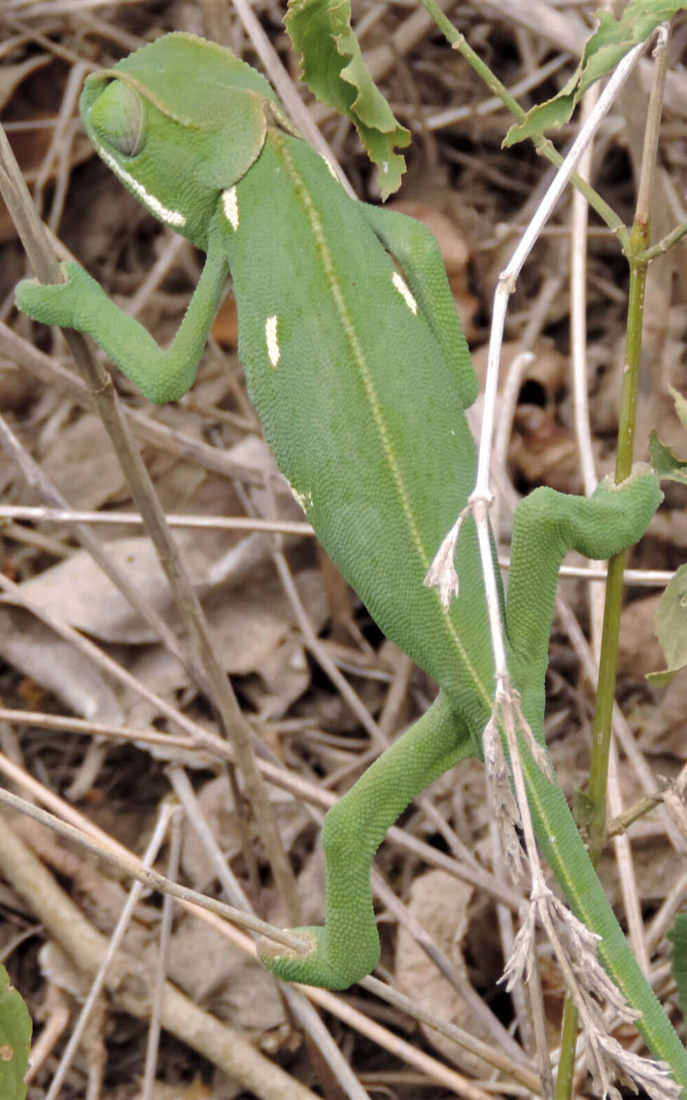 What relevance does the term ‘speed’ have in the life of a snake ...
