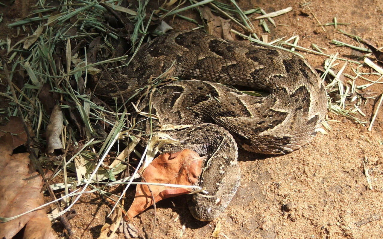 What relevance does the term ‘speed’ have in the life of a snake ...