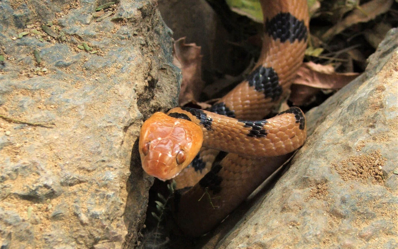 What relevance does the term ‘speed’ have in the life of a snake ...