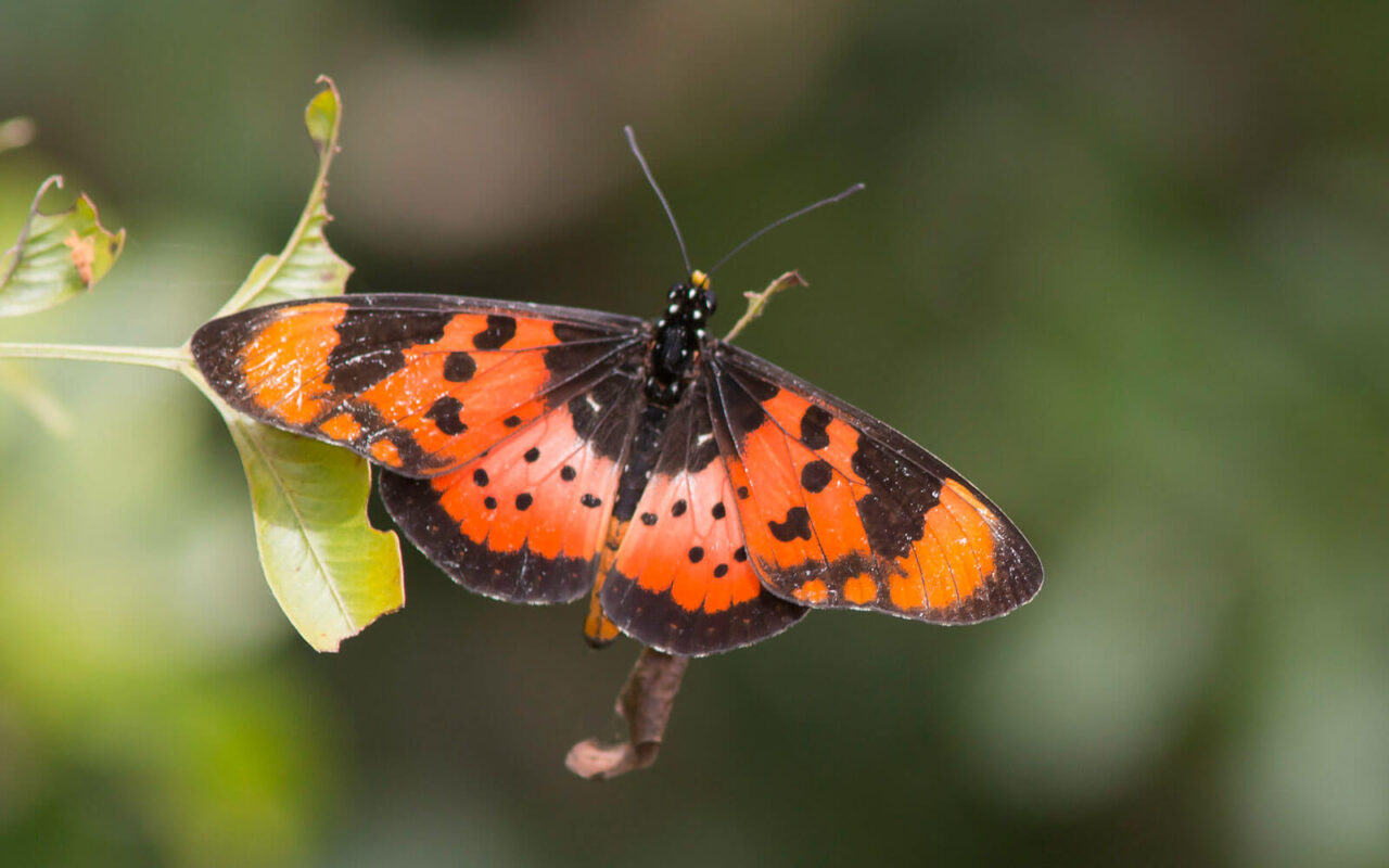 Speed Merchants | Kloof Conservancy The Leopard's Echo