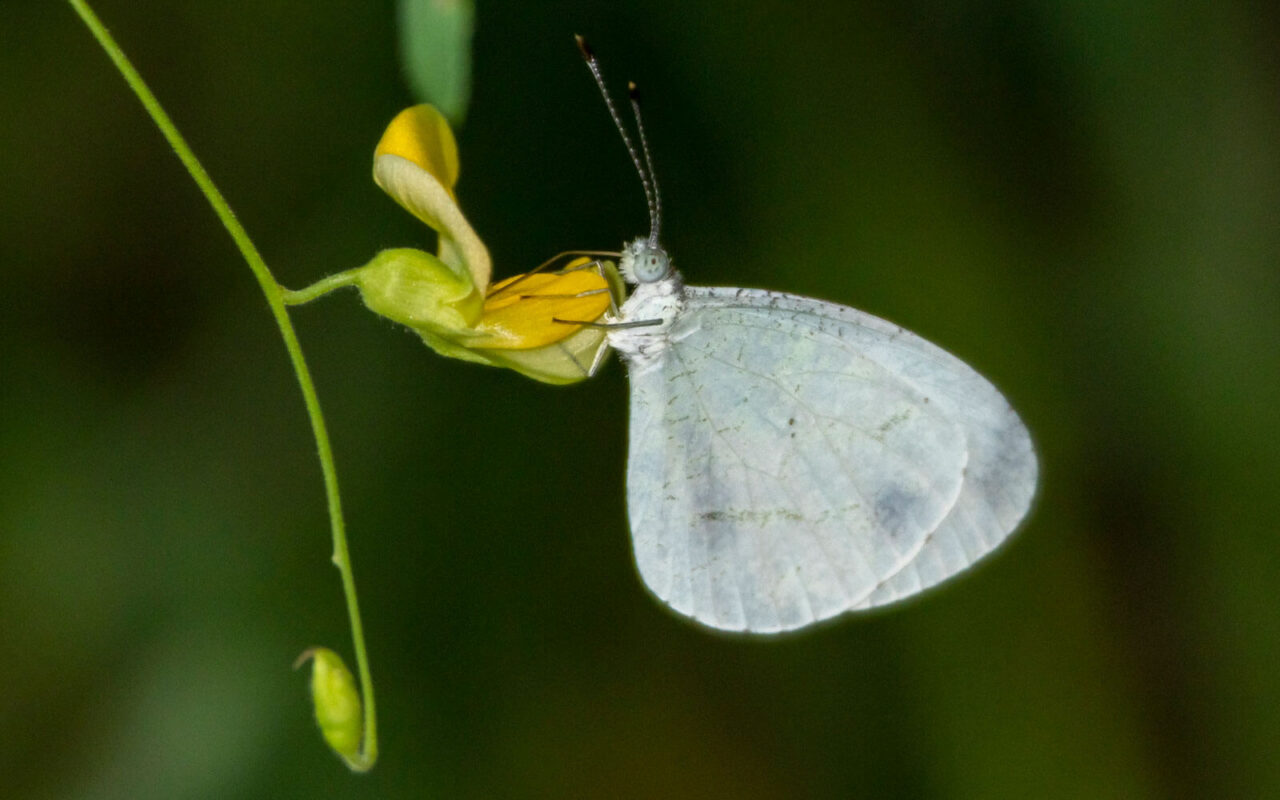 Speed Merchants | Kloof Conservancy The Leopard's Echo