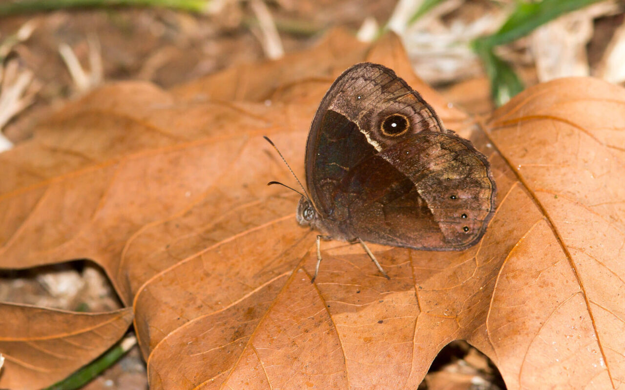 Speed Merchants | Kloof Conservancy The Leopard's Echo