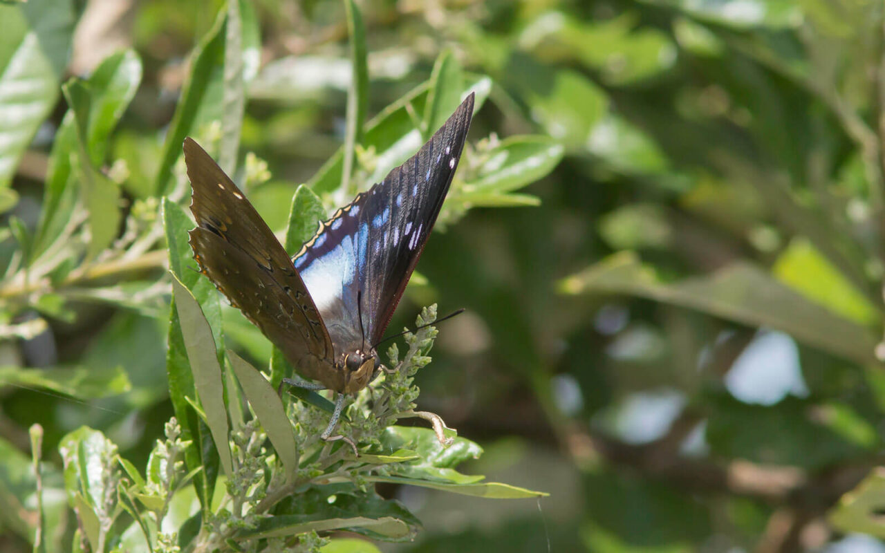 Speed Merchants | Kloof Conservancy The Leopard's Echo