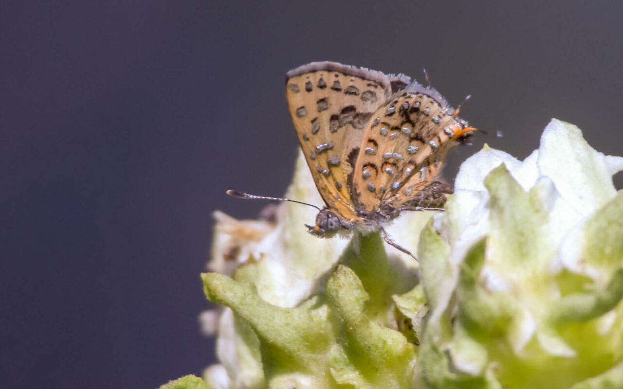 Speed Merchants | Kloof Conservancy The Leopard's Echo