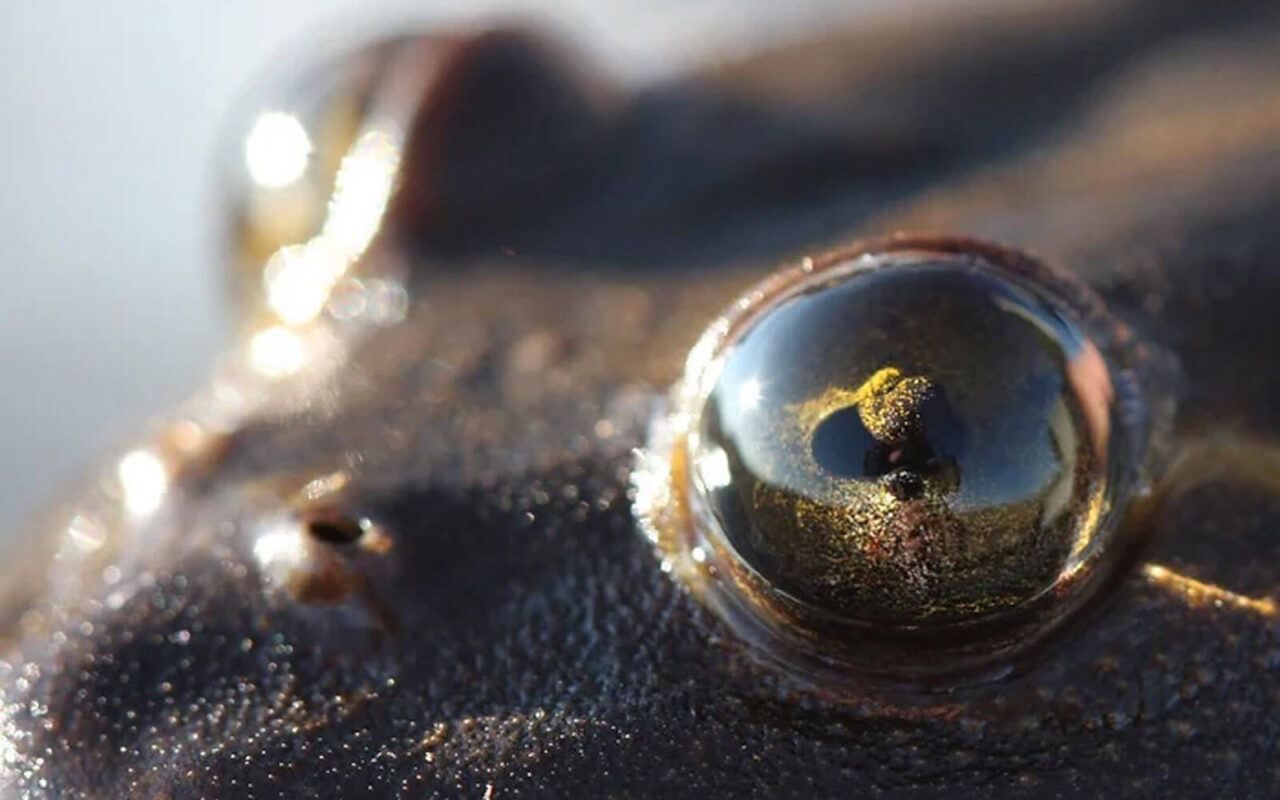 Night vision: the liminal world of frog eyesight | Kloof Conservancy ...
