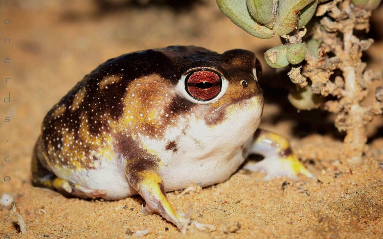 Night vision: the liminal world of frog eyesight | Kloof Conservancy ...