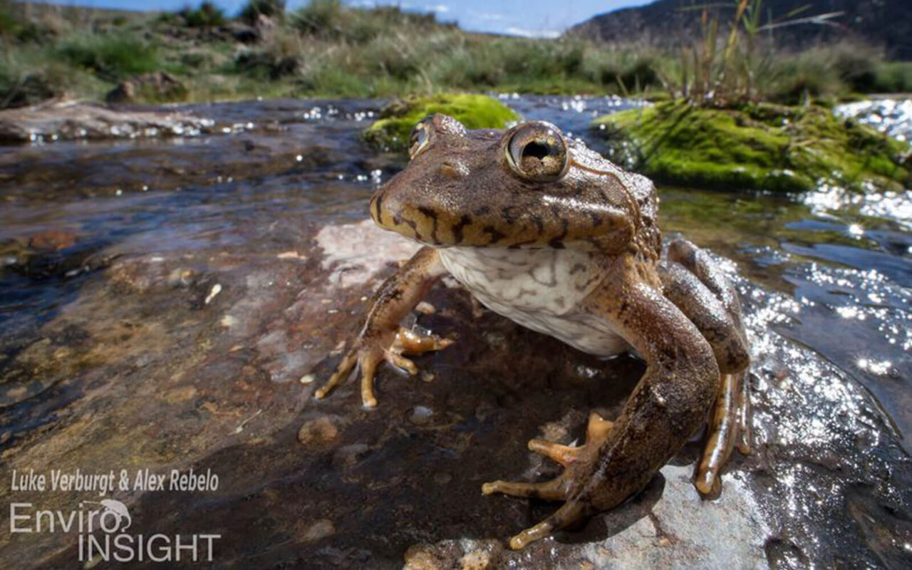 Night vision: the liminal world of frog eyesight | Kloof Conservancy ...