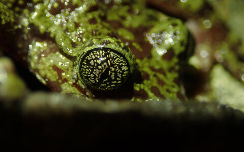 Night vision: the liminal world of frog eyesight | Kloof Conservancy ...