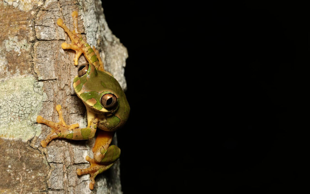 Night vision: the liminal world of frog eyesight | Kloof Conservancy ...