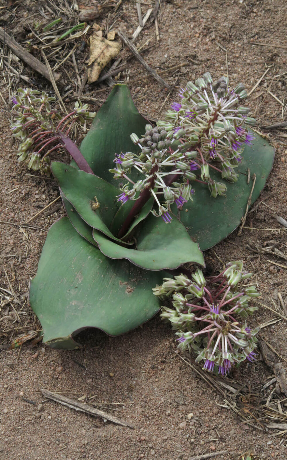 More than might ever meet the eye | Kloof Conservancy The Leopard's Echo